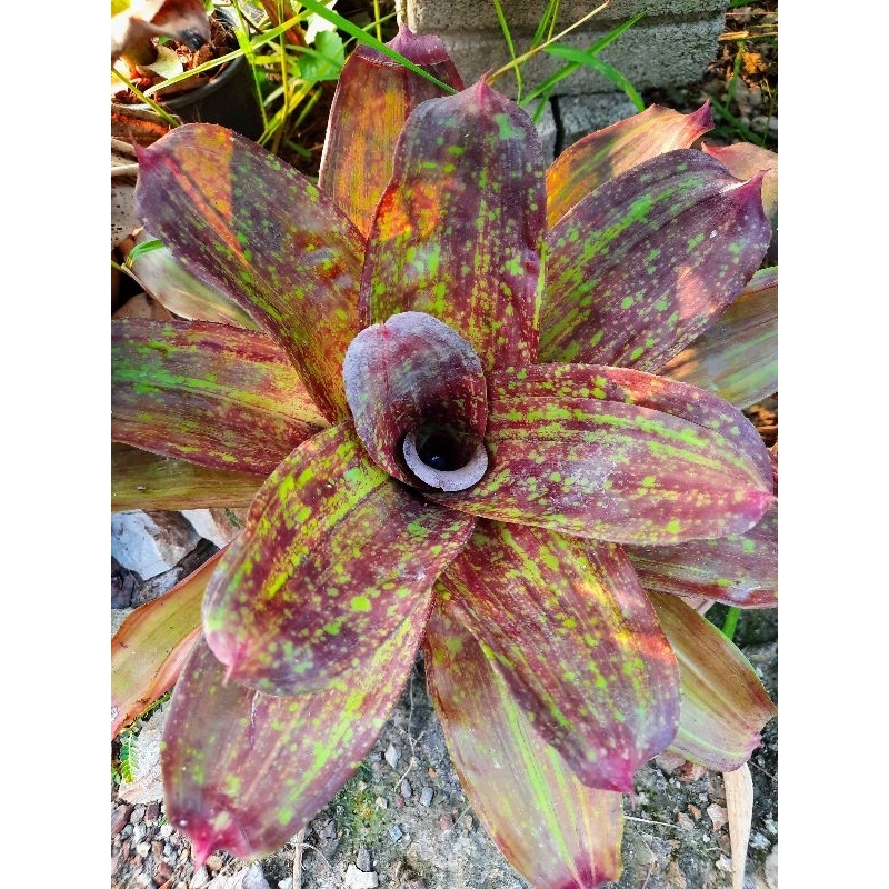 Bromeliad Neoregelia Aztec | Shopee Malaysia