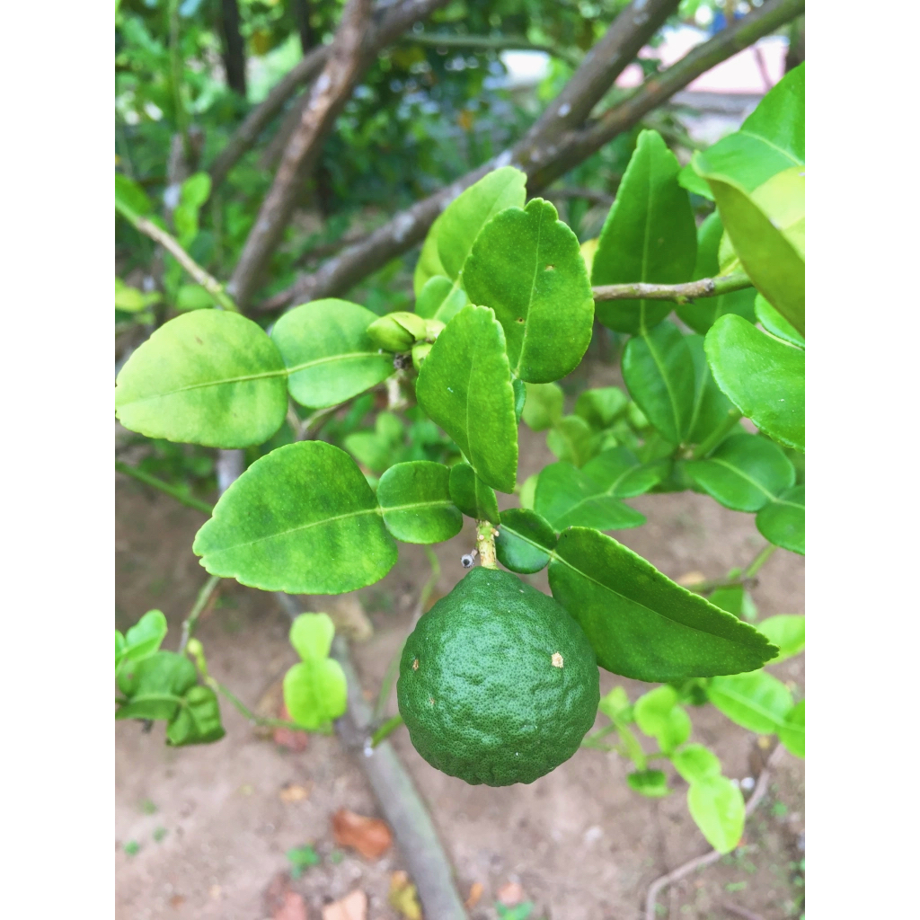 💥Raya-raya!!💥 Dried Kefir Lime Leaves Organic/ Daun Tomyum Kering 50g ...