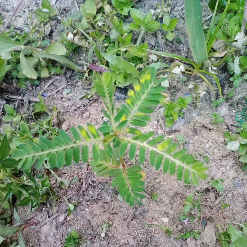 pokok dukung anak - ubat kuning baby / mandian. (30g) | Shopee Malaysia