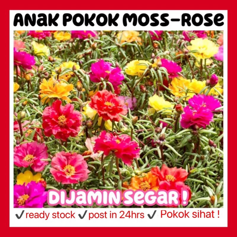 Rina • anak pokok moss rose purslane • portulaca grandiflora dijamin ...