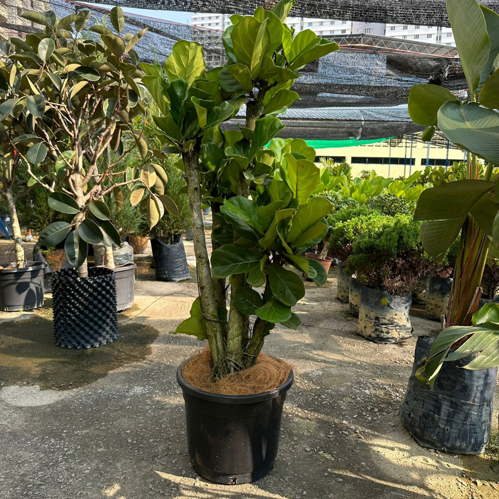 GPS Green Plant Society live tree Ficus Lyrata/Fiddle Fig 粗根琴叶榕 ...