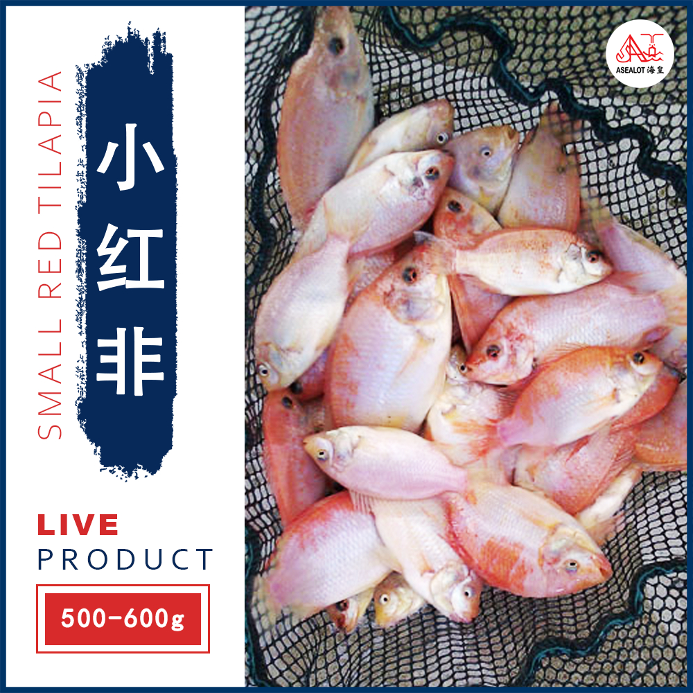 [ LIMITED ] Red Tilapia | Merah Talapia | 红鲱洲鱼 / 红非洲鱼 (1nos/500gm-600gm ...