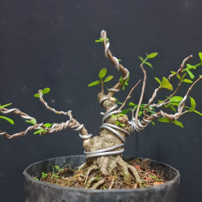 bonsai jeliti 水梅 for intermediate | Shopee Malaysia