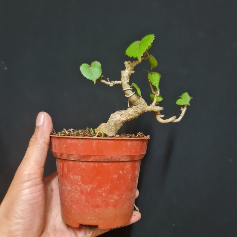 bonsai material bebaru taiwan | Shopee Malaysia