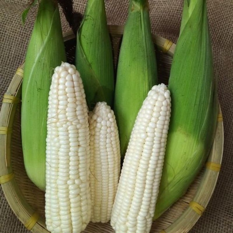 5 batang 100%🌽A Size Cameron Jagung SUSU🌽( A Size ,5pieces) | Shopee ...