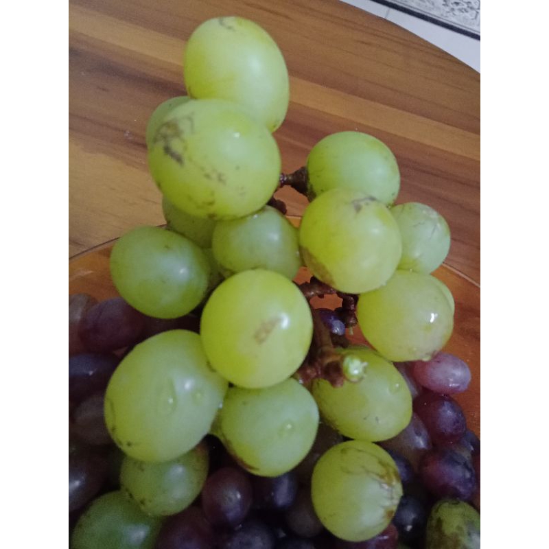 ANAK POKOK ANGGUR SHINE MUSCAT | Shopee Malaysia