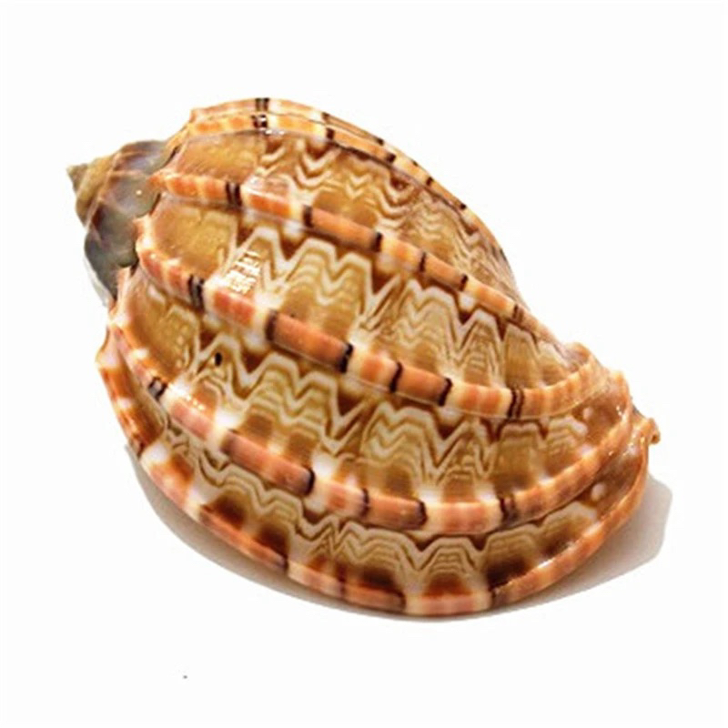 Harpa Major Shell for XL/XXL Hermit Crab | Shopee Malaysia