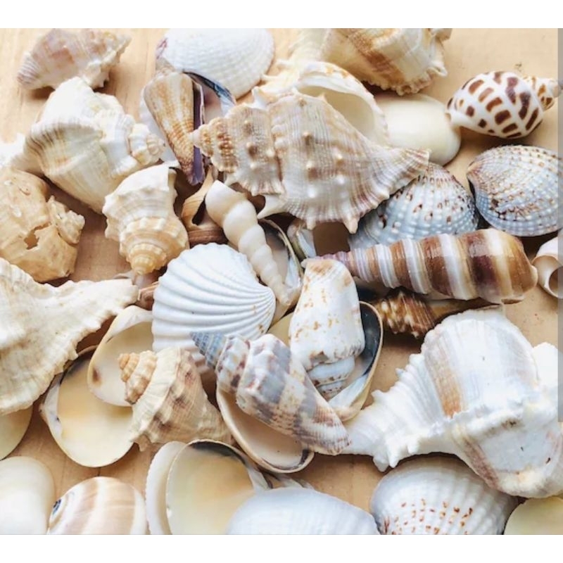 Natural Beach Seashells Mix ( 200gram) | Shopee Malaysia