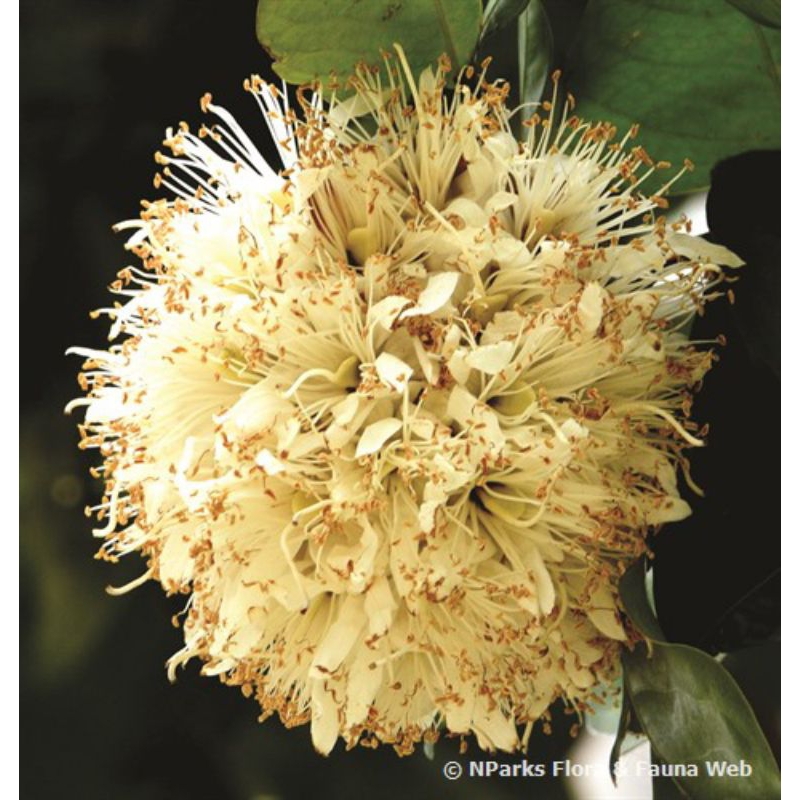 KKB Pokok Sapu Tangan, Handkerchief tree, Maniltoa Browneoides ...