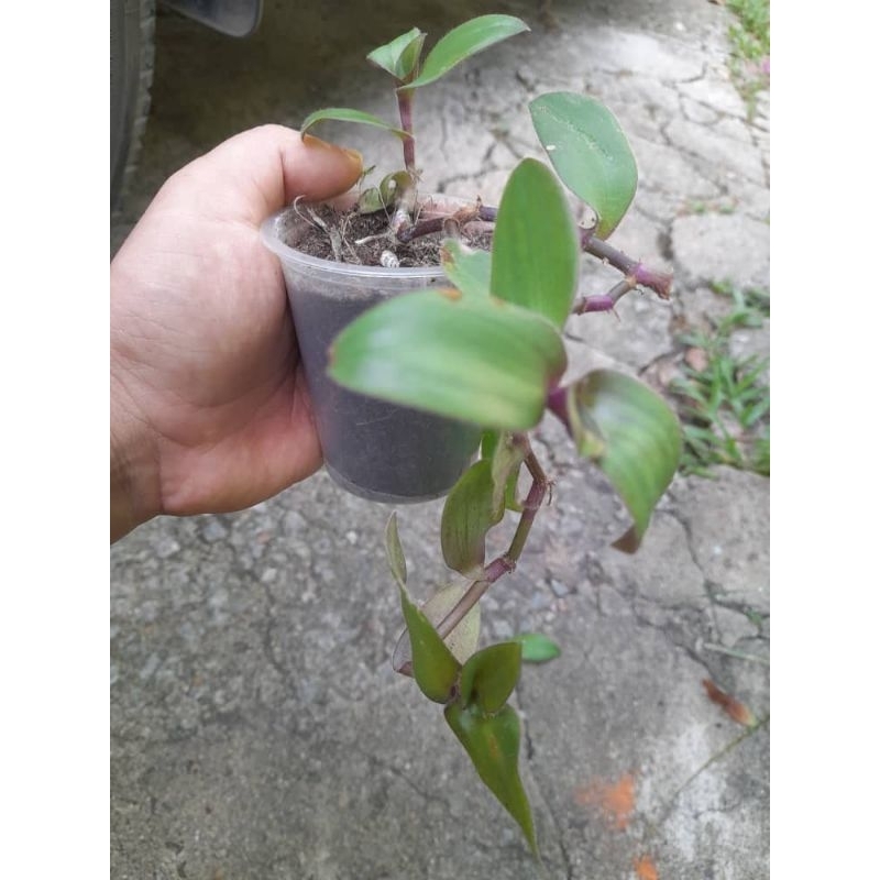 Anak Pokok Telinga Kera 水龟草 | Shopee Malaysia