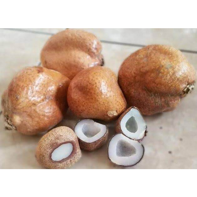 Buah Zuriat (Buah Dum) Asli | Ikhtiar Hamil | Original Nigerian Goruba ...