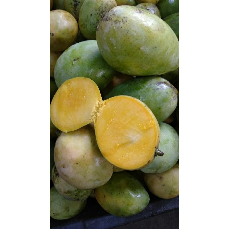 Buah mangga epal muda/tua,kuini/macang/pauh ringan/mangga telur lain2 ...