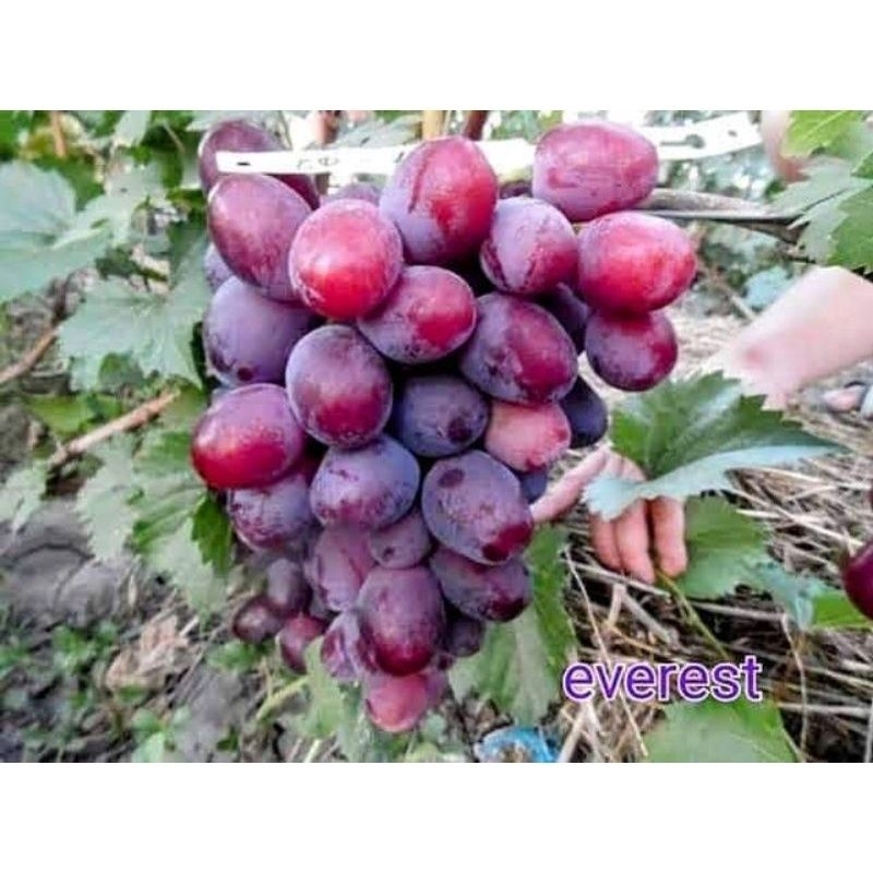 Keratan anggur/grape premium: everest/dixon/angelica | Shopee Malaysia