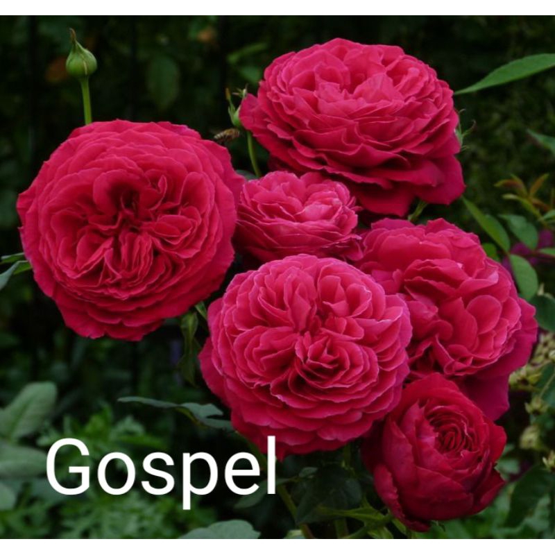 pokok bunga ros hidup ber ID baka hybrid, Tahan Panas, english rose, ros kampung, live plant ...