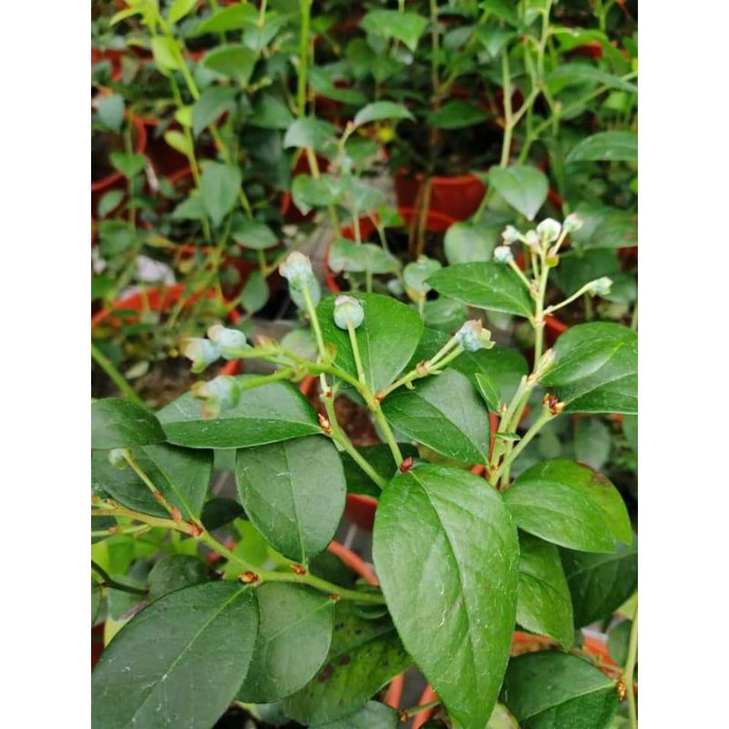 ANAK POKOK BLUEBERRY | Shopee Malaysia