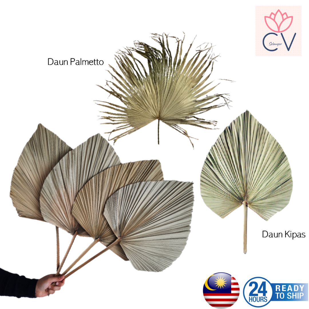 Daun Kipas Palmetto Pelepah Daun Long Tail Palm Kering Hiasan Klasik ...