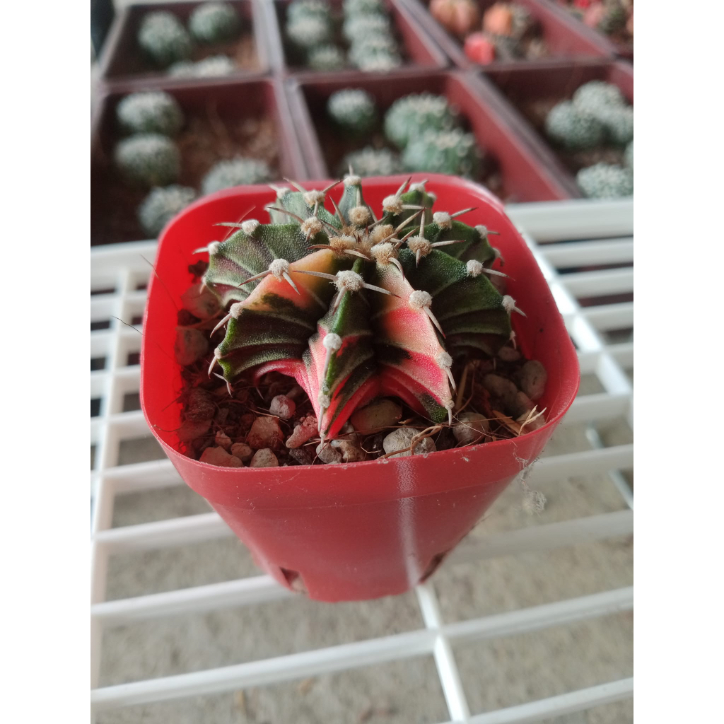 aktus Cactus Salmon Variegated Gymnocalycium mihanovichii LB Hybrid ...