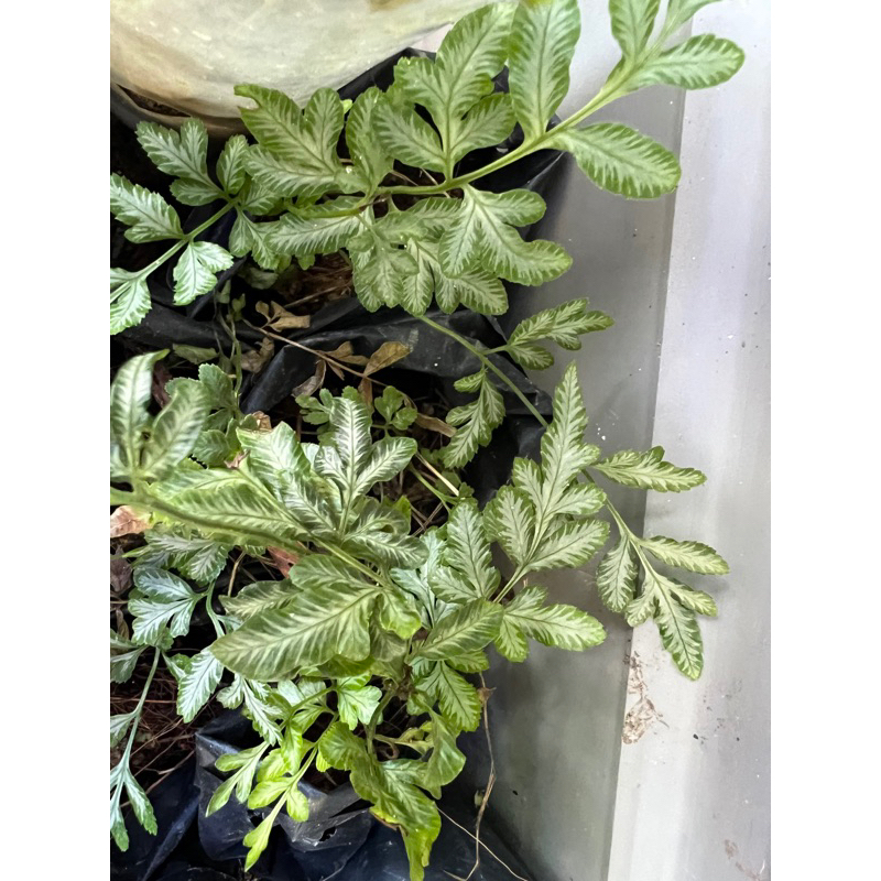 Anak Pokok Paku-Pakis / Fern | Shopee Malaysia