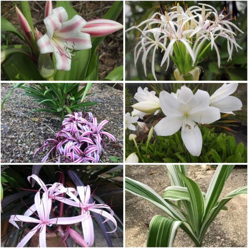 Pokok Bunga Bawang Crinum alba ungu purple Asiaticum variegated ...