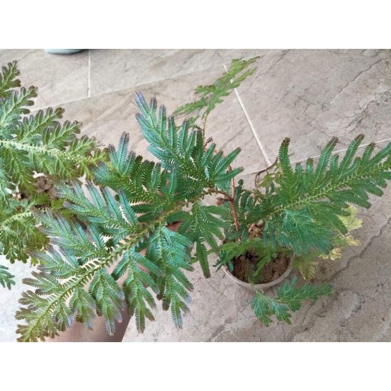 pokok paku merak berbagai warna | Shopee Malaysia