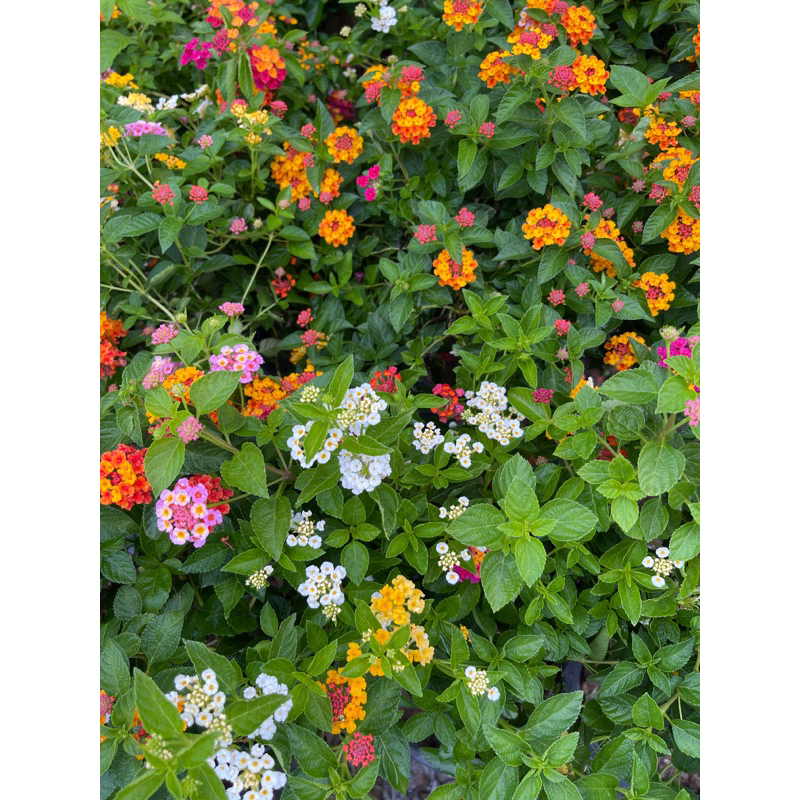 Anak Pokok Bunga Lantana / Pokok Bunga Tahi Ayam | Shopee Malaysia