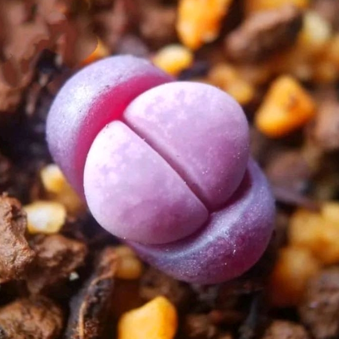 WAF rare succulent Lithops Meyeri Hammer Ruby 红菊水 (±1.5cm) with 55mm ...
