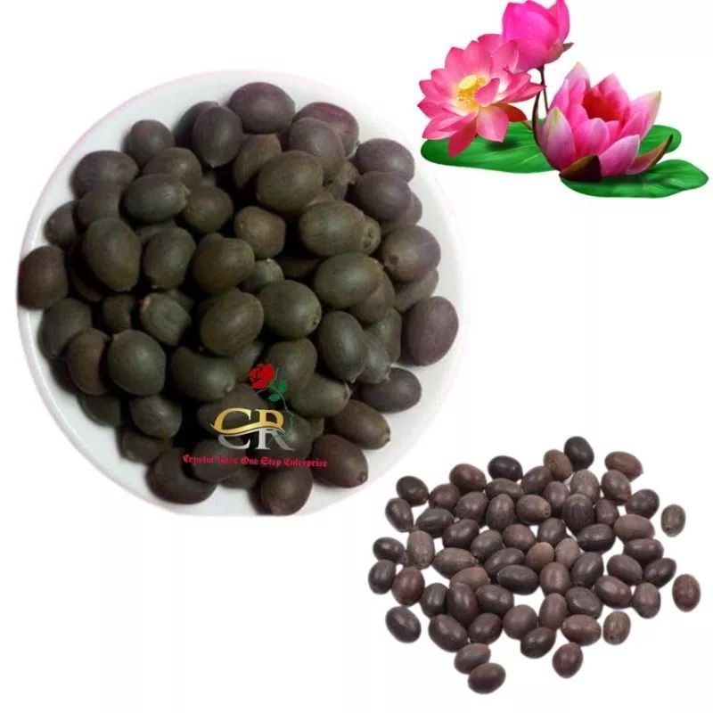 Natural Raw Lotus Seeds For Lakshmi Pooja (±50 Grams/Packet)🪷 | Shopee Malaysia