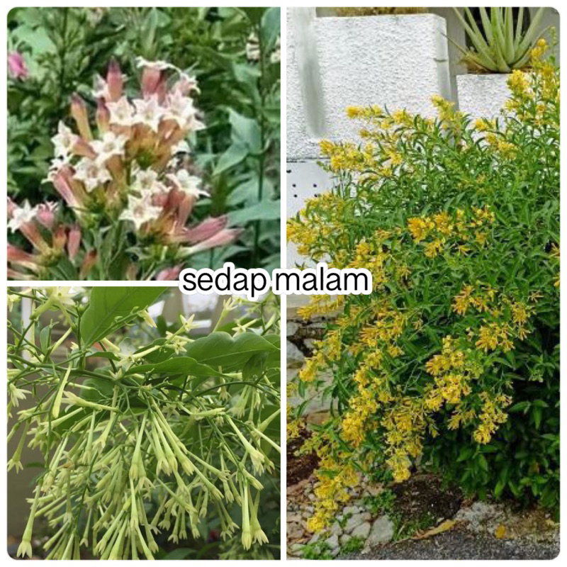 Pokok bunga wangi sedap malam putih, kuning dan peach Cestrum nocturnum ...