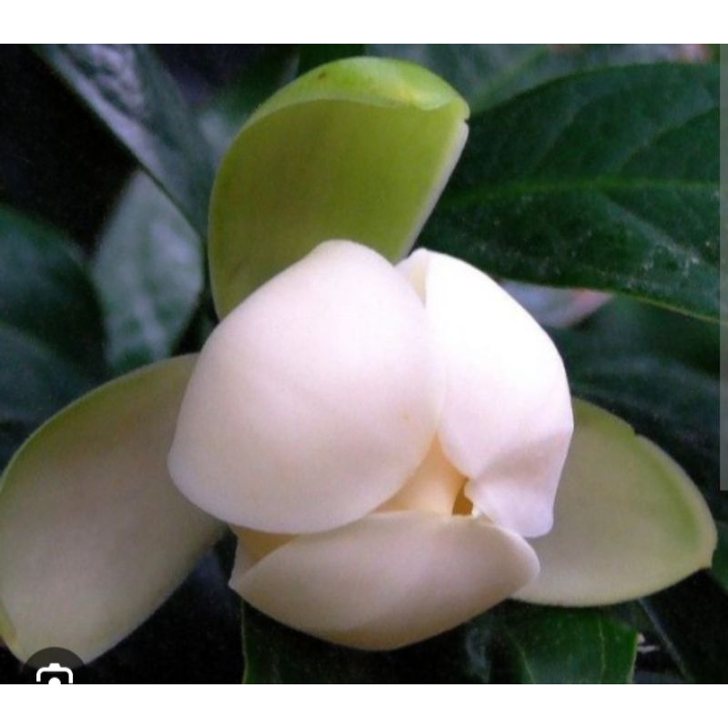 Pokok Cempaka Telur / Liliflora Magnolia white | Shopee Malaysia