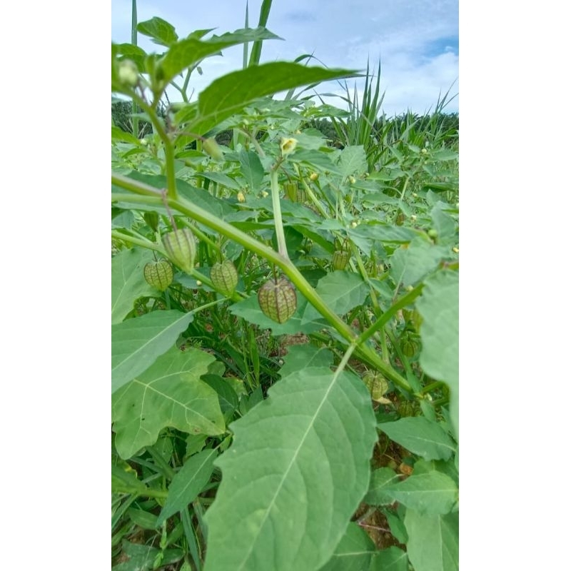 Pokok buah letup Letup /灯笼果/ Ciplukan/Organic Gooseberry | Shopee Malaysia