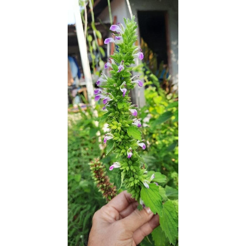 現貨(ready stock)魚針草種子/kabling-parang anisomeles lndica seeds/biji benih ...