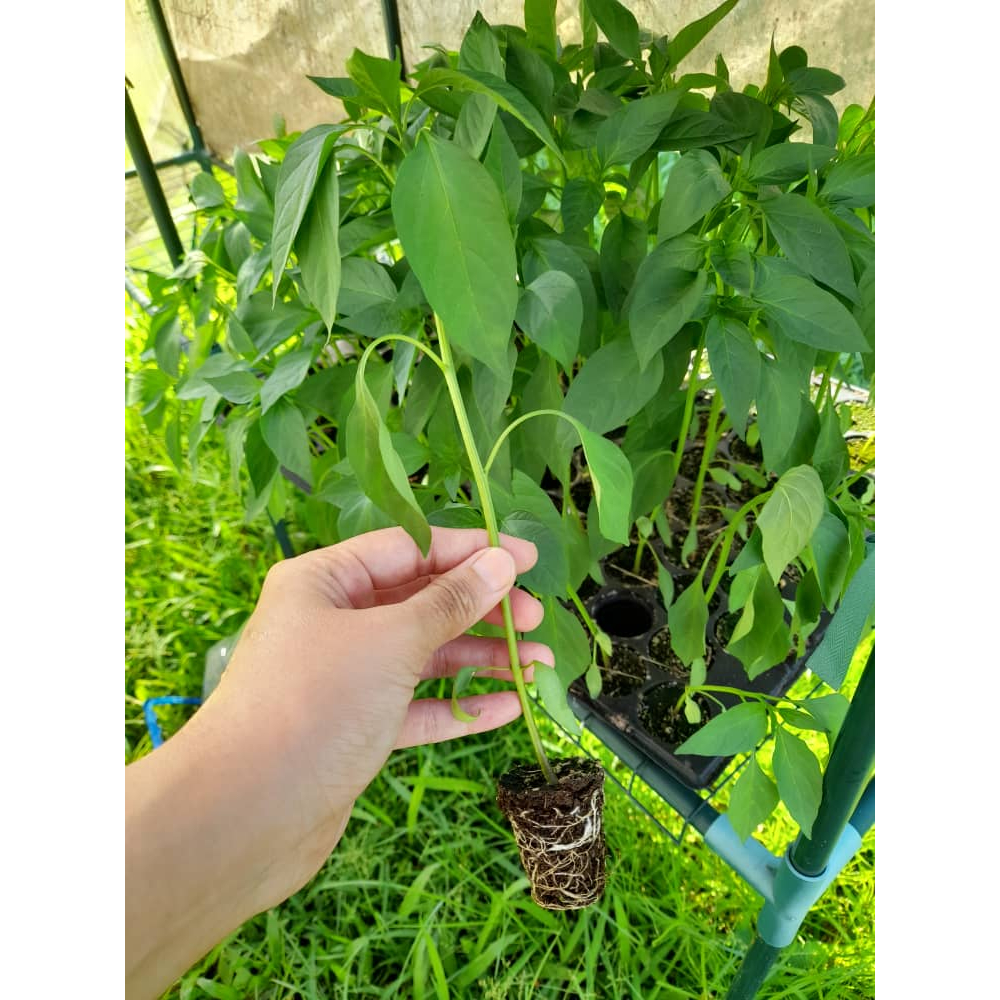 ANAK POKOK CILI SAKATA 461 (CILI BESAR) | Shopee Malaysia