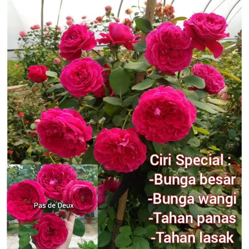 🌹Pelbagai Id I'd Ownroot Climbing English Rose Plant Anak Pokok Ros Mawar Menjalar Memanjat ...