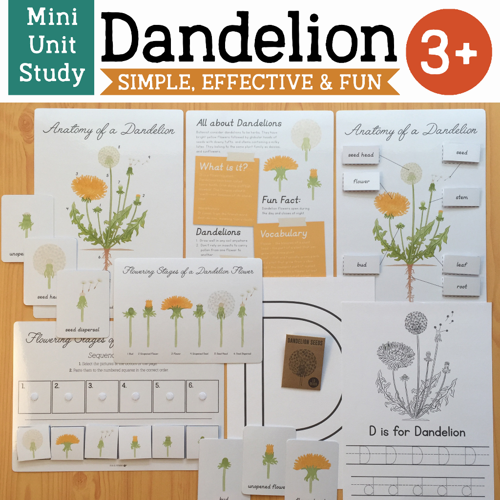 Unit Study Dandelion - Dandelion Life Cycle - Dandelion Anatomy ...