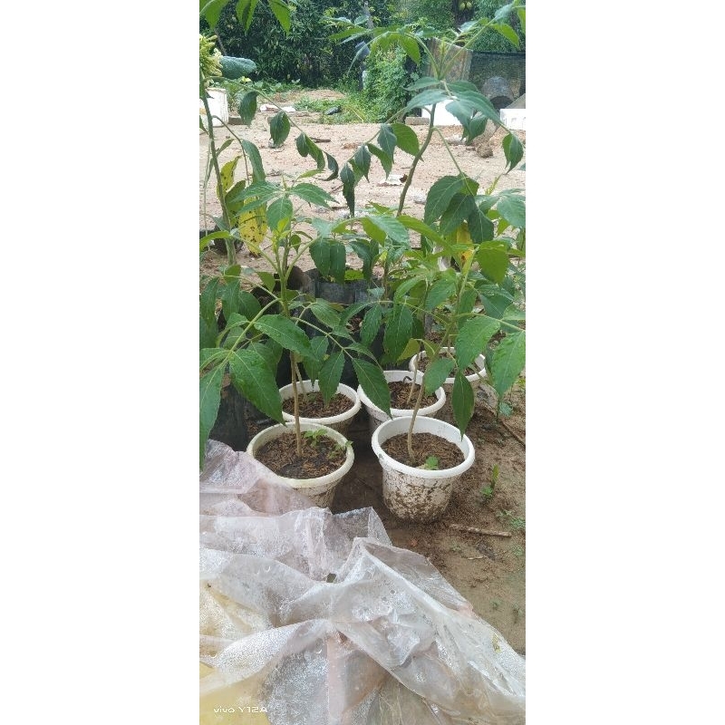 Anak Pokok MELADA PAHIT/LADA PAHIT | Shopee Malaysia