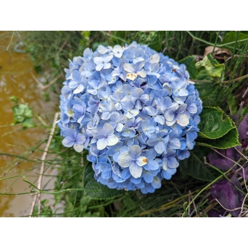 Keratan Batang Bunga Hydrangea Biru 2 keratan | Shopee Malaysia