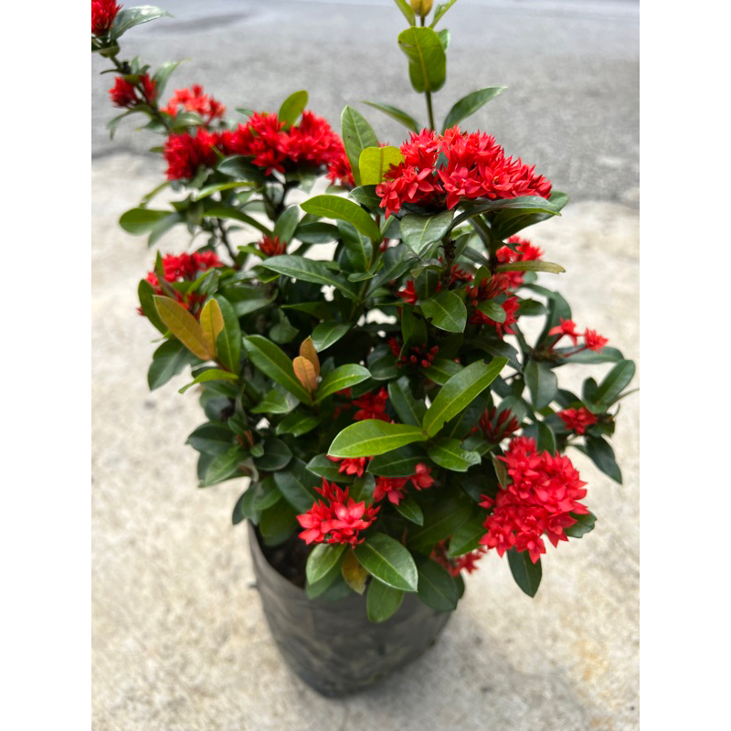 Ixora - Bunga Jenjarum Merah , Pink , Putih | Shopee Malaysia