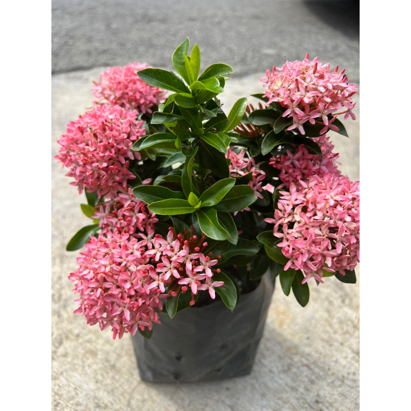 Ixora - Bunga Jenjarum Merah , Pink , Putih | Shopee Malaysia