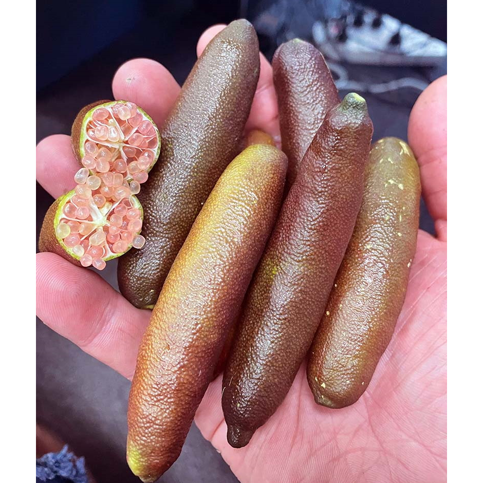 Anak Pokok Finger Lime/Limau Jari Pelbagai Jenis | Shopee Malaysia