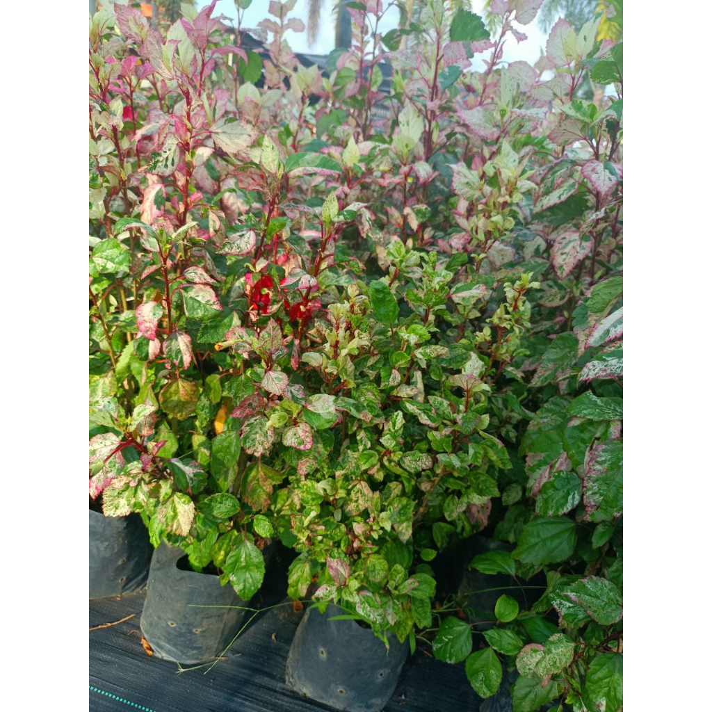 Pokok Bunga Raya Merah Dan Putih | Shopee Malaysia