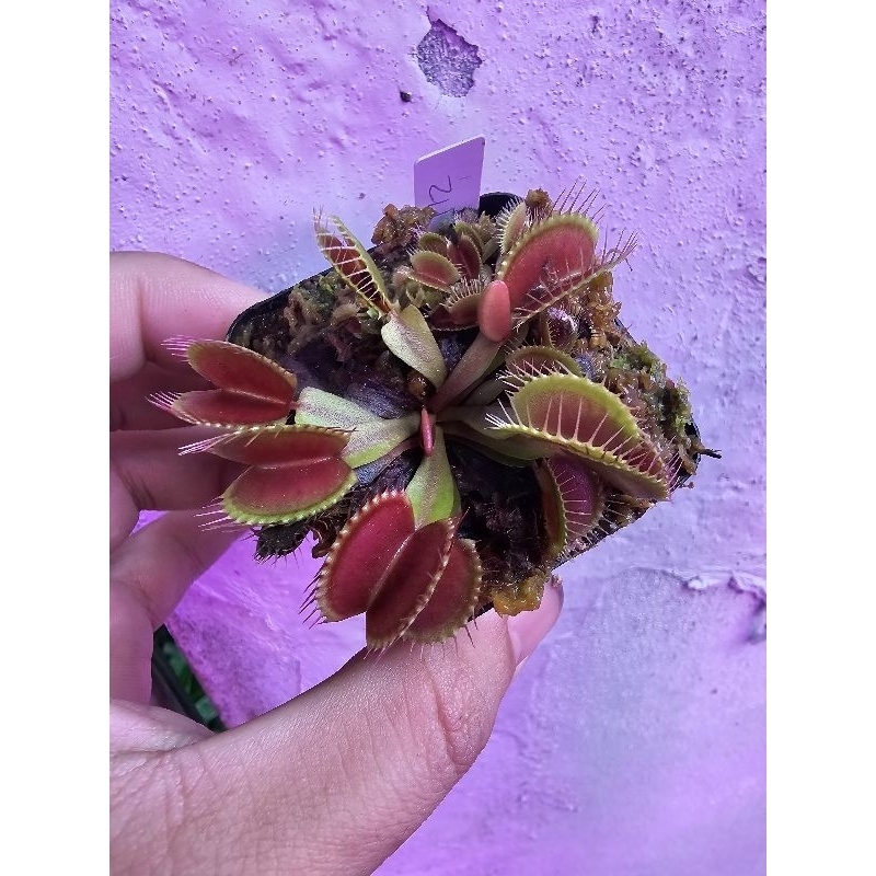 Dionaea Muscipula "BCP Z11" Venus Flytrap Carnivorous Plant | Shopee ...