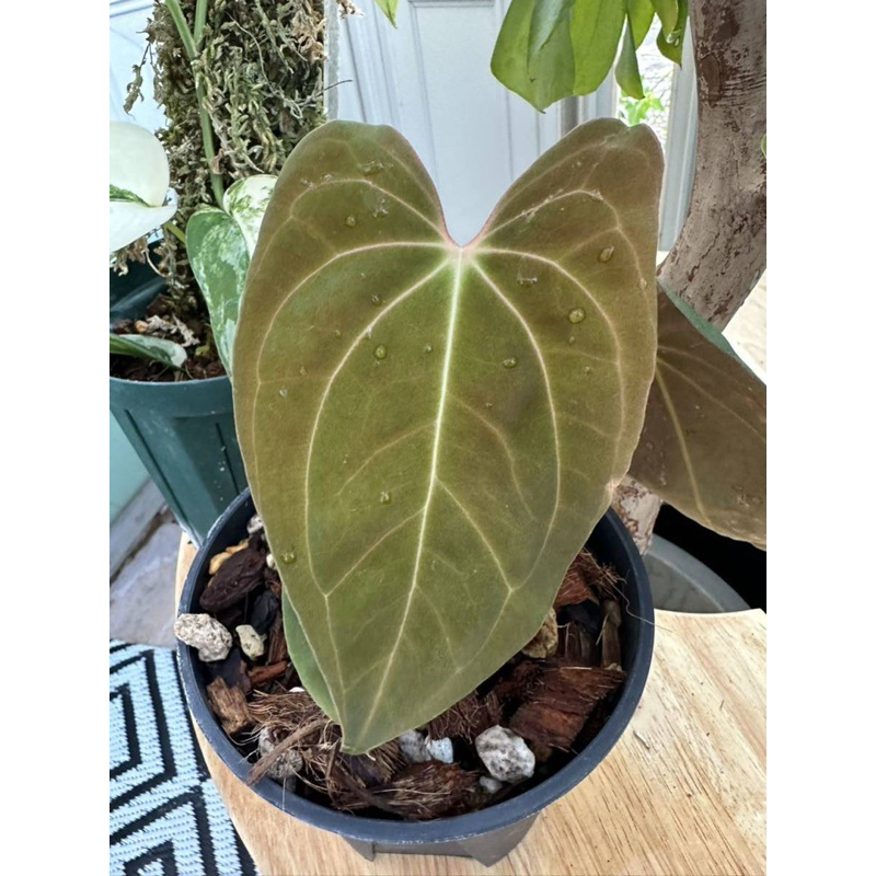 Anthurium Papillilaminum Guna Yala (small size) | Shopee Malaysia
