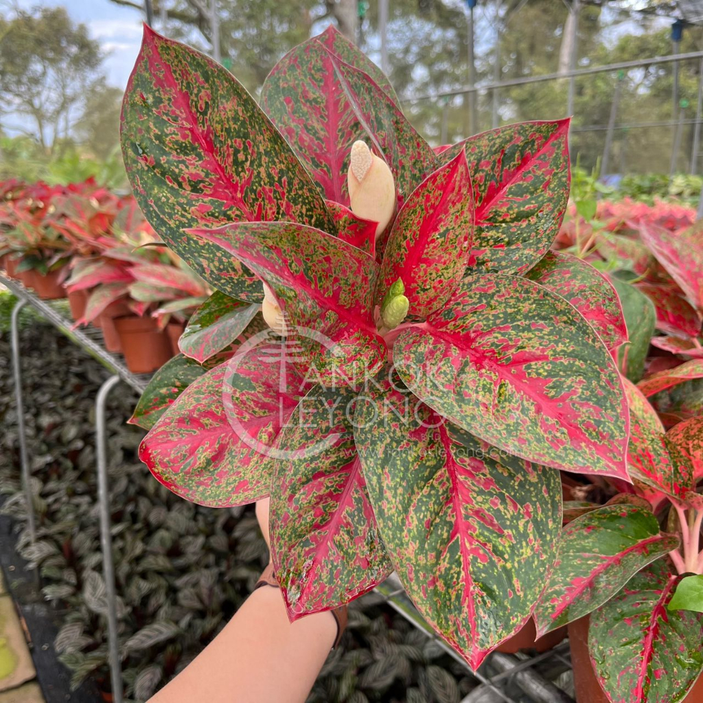 TKL - Aglaonema Stardust Red Bushy Plant 焰火/红太阳粗肋草 | Shopee Malaysia