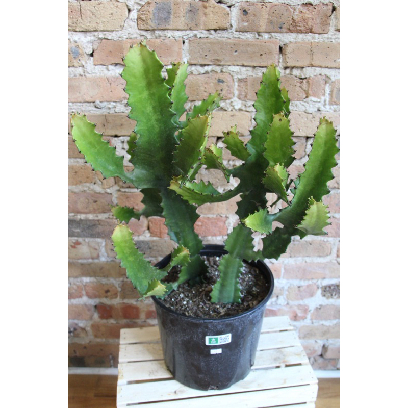 Cactus Euphorbia / cactus lanskap ( kaktus tulang ) | Shopee Malaysia