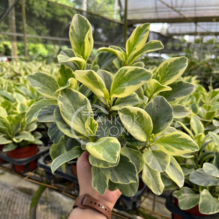 TKL - Peperomia Caperata Burgundy/Emerald/Green/Obtusifolia Variegated ...