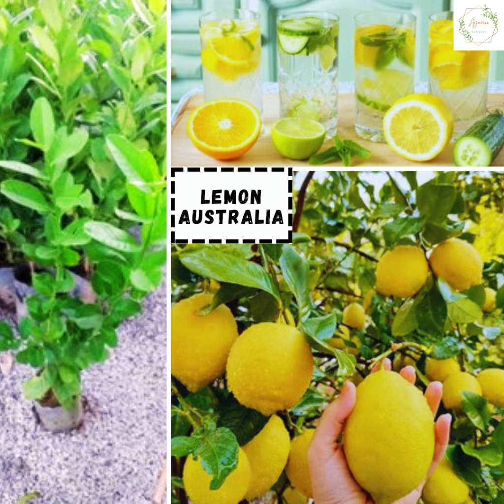 Pokok Lemon Australia Hybrid murah | Shopee Malaysia