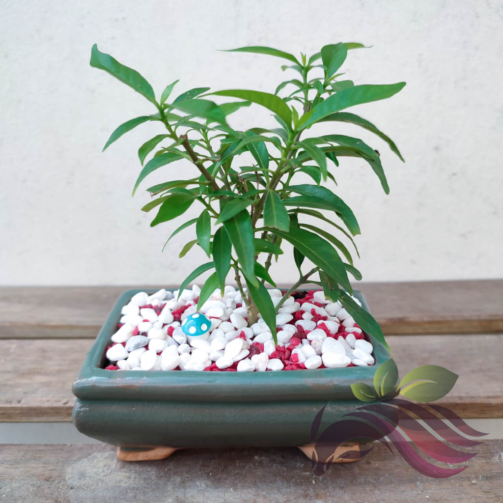 Jeliti with Deco 水梅 Wrightia Religiosa by LS Group | Shopee Malaysia