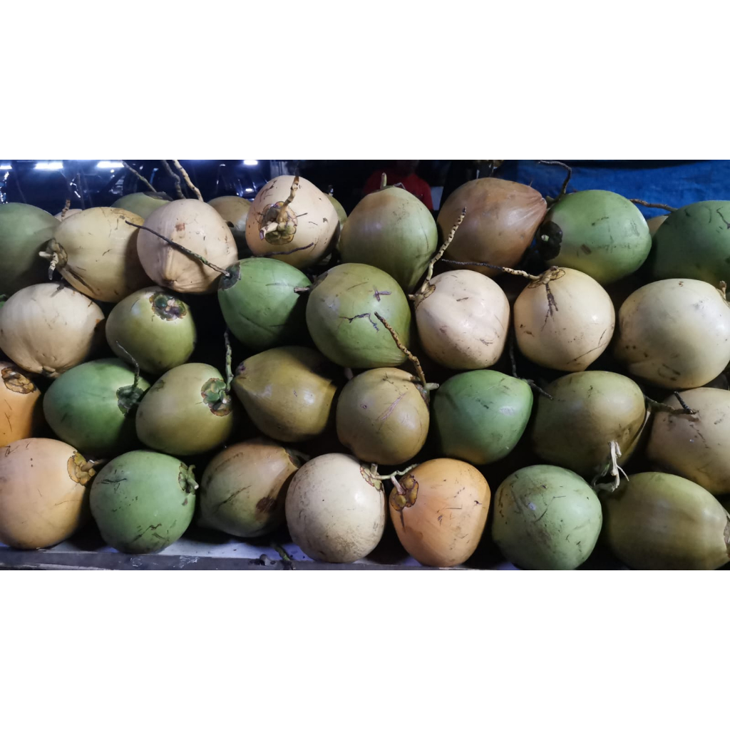 🥥Kelapa Matag🥥全能椰子🥥Coconut🥥 | Shopee Malaysia