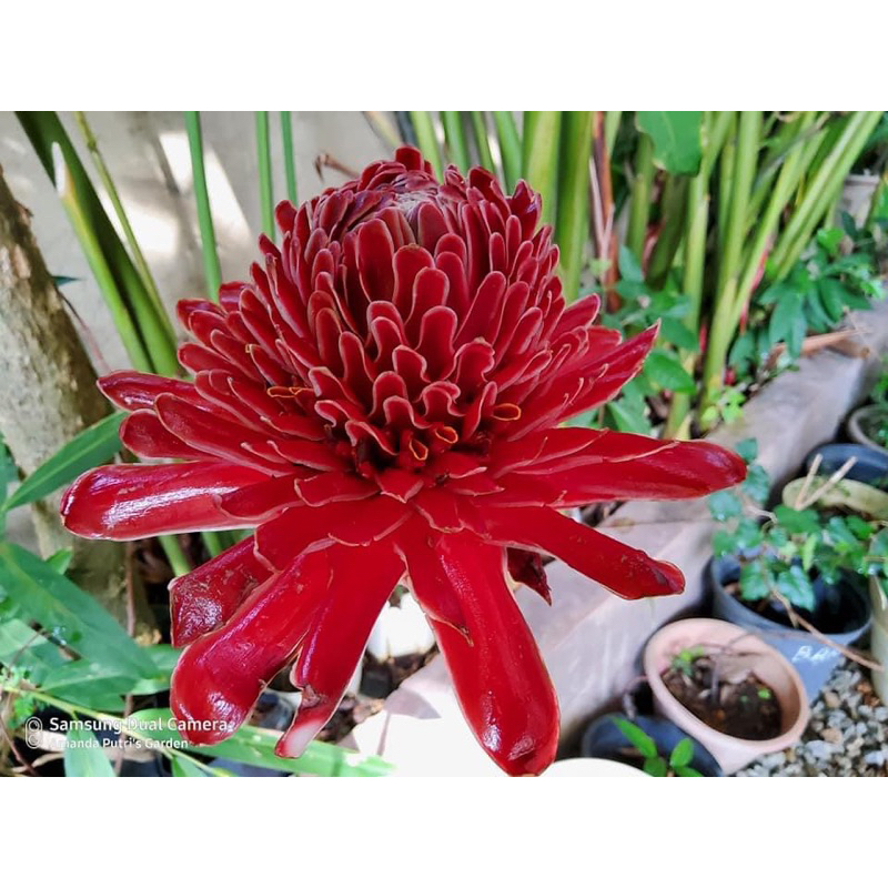 Rezom kantan bunga merah | Shopee Malaysia