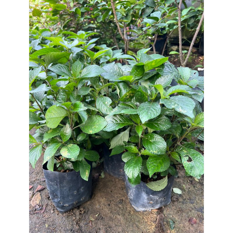 Pecah Beling Pokok Herba Tradisional / pecah kaca, enyoh kilo ...